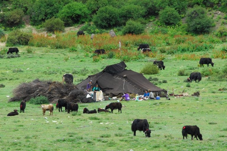 17 Traditional Economy Examples (2023)