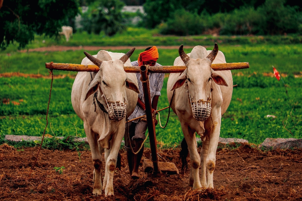 17 Traditional Economy Examples (2023)