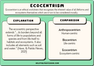 Ecocentrism: 10 Examples and Easy Definition (2025)