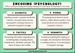 11 Encoding Examples (Psychology) (2025)