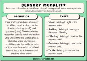 Sensory Modality: 10 Examples and Definition (2025)