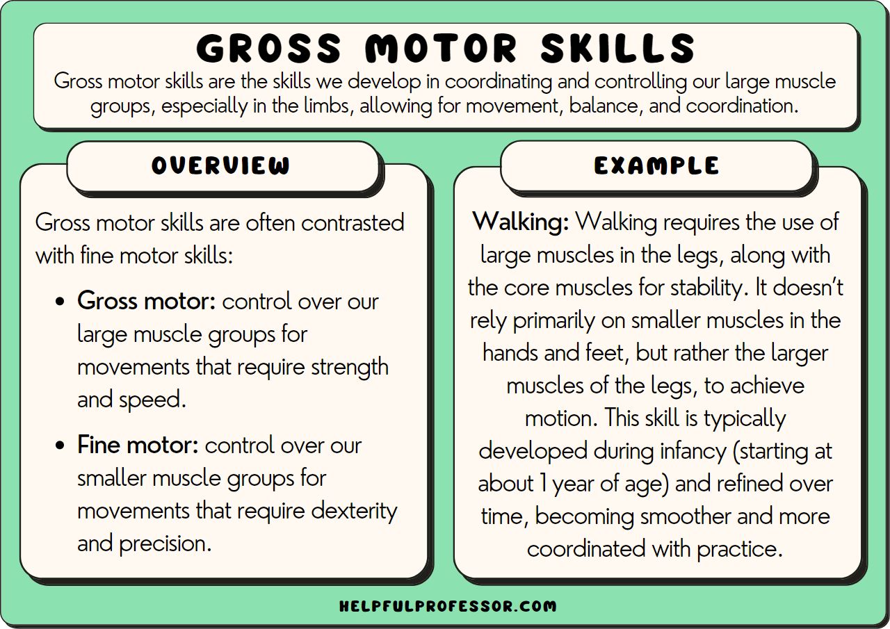 Gross Muscles